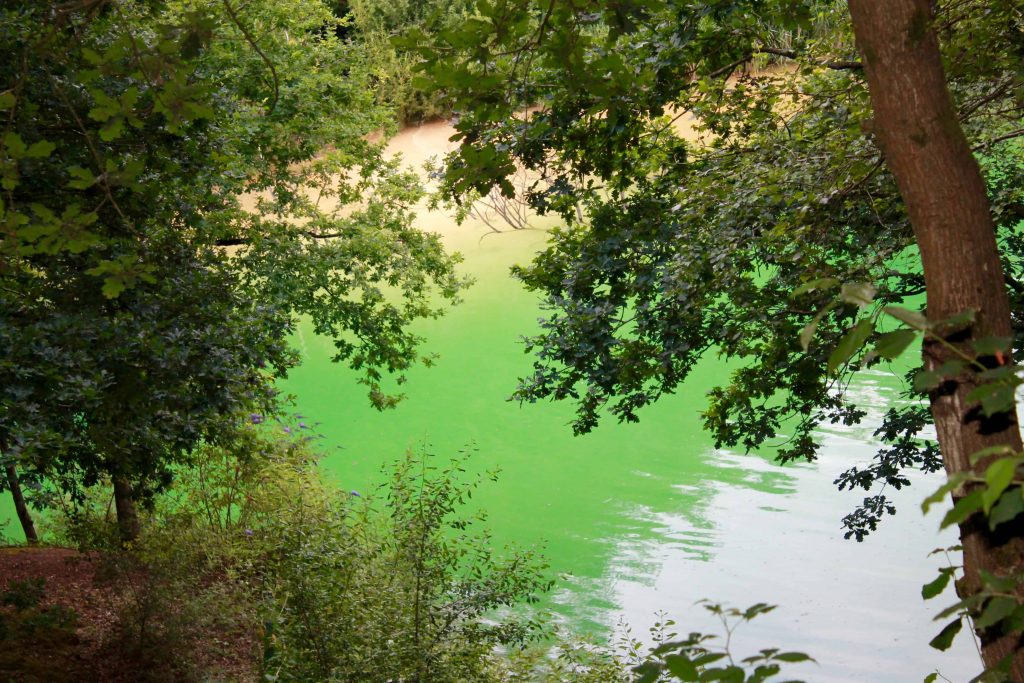 Open Water Swimming in Godstone - InTandridge